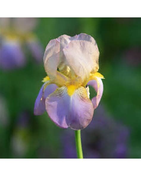 How To Master The Art Of Growing Iris Planting Care And Maintenance Peter Nyssen