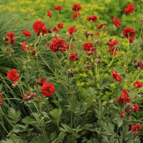 Geum Flora Plena Blazing Sunset Seeds Outdoor Plants Gardeners Dream