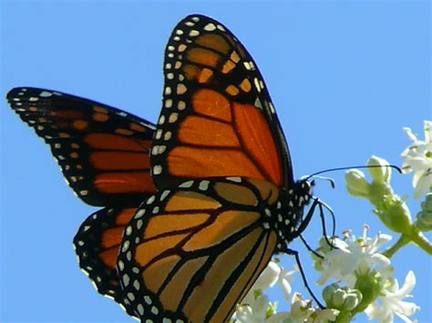 Become All You Can Become By Raising Yourself Higher On The Tree Of Life