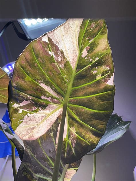 All The Pink Hues In My Albo Regal Shield🩷 Ralocasia