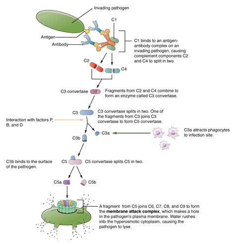 Understanding The Complement Cascade And Its Functions Anatomy Note