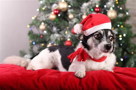 산타클로스의 빨간 모자를 쓴 검은 색과 흰색 개는 빨간 베개 위에 놓여 있습니다 크리스마스 트리의 배경에 개 새해 복 많이 받으세요 즐거운 성탄절 휴일 조명의 배경에 산타