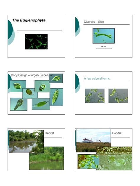 The Euglenophyta Diversity Size Pdf Cell Biology Sexual Reproduction