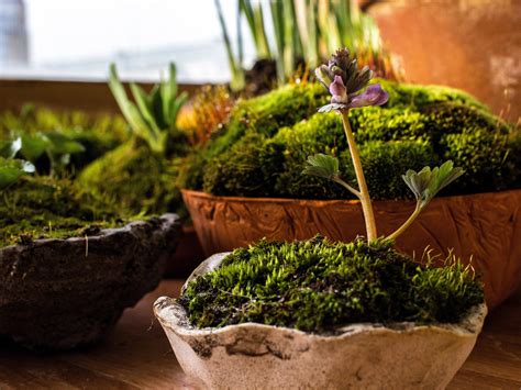 Kusamono Workshop The Morton Arboretum