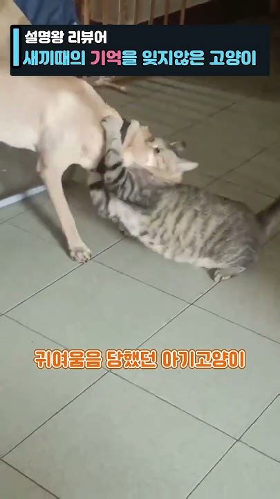 새끼때의 기억을 잊지않은 고양이 Youtube