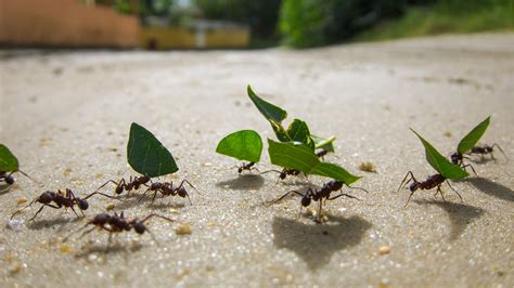 How To Get Rid Of Ants Outdoors Without Killing Plants Homes And Gardens