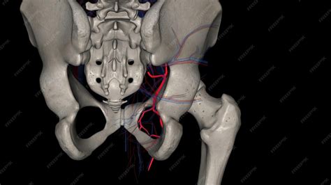 Premium Photo The Obturator Artery Is A Branch Of The Anterior