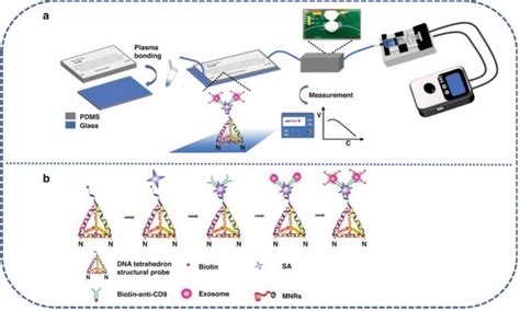 Working Principle Of The Const IMAGE EurekAlert Science News Releases