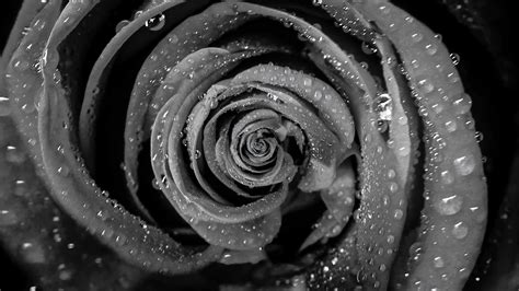 top view of a beautiful abstract black rose rotating seamless loop