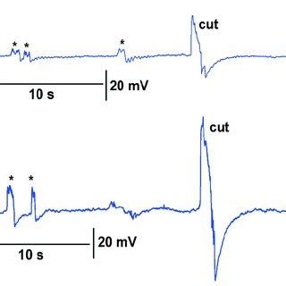 Comparison Of Impedance Using Surface Contact Or Tissue Penetration Of Download Scientific