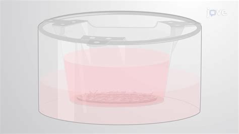 Video Diferenciación De Células Madre Neuronales Humanas En Cultivo 3d Utilizando Un Andamio