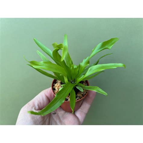Asplenium Spec Brasil 4 90