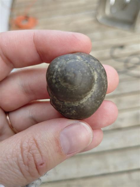 Is This A Snail Fossil R Fossilid