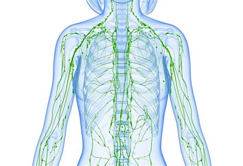 State Of The Art Surgery For Lymphedema Dr Clare Neser