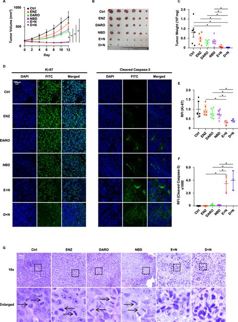 In Vivo 22rv1 Xenograft Experiment A Tumor Growth Of 22rv1 Xenograft In