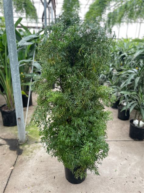 Ming Aralia Polyscias Fruticosa 10 Pot Promise Supply