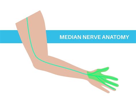 Premium Vector Median Nerve Anatomical Poster Premium Vector Median Nerve Anatomical Poster