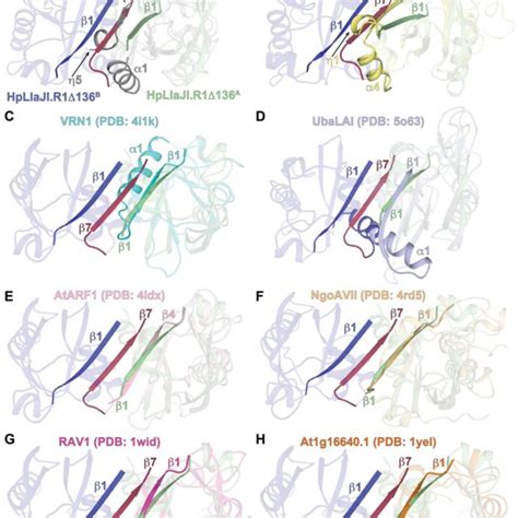 Structural Constraints Of B3 Domain Dimerization Molecule A Green