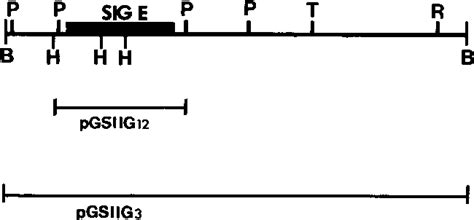 Figure 1 From The Bacillus Subtilis Spoiig Operon Encodes Both A E And