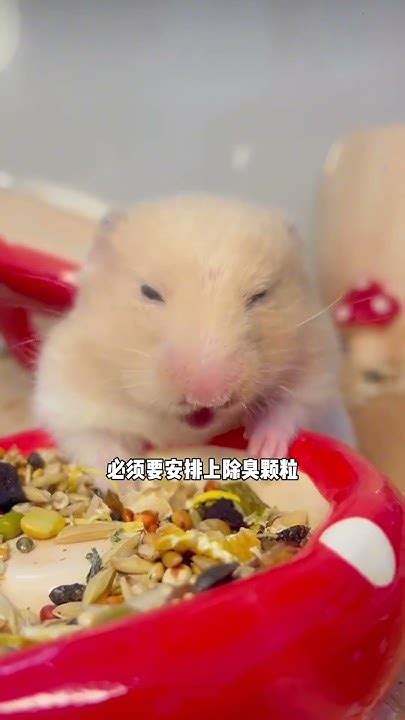 如果你也忍不了鼠笼有异味，那这个除臭颗粒你一定要安排起来！！仓鼠 鼠鼠我呀 养鼠日常分享 Youtube
