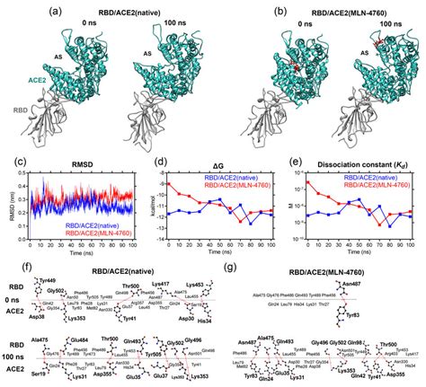 The Molecular Dynamics Simulation Results Of The Interaction Between