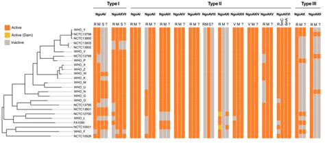 Active And Inactive Restriction Modification Systems Rms In The 25 N Download Scientific