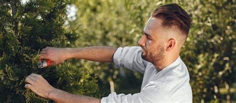Paving Master Tree Trimming Cutting