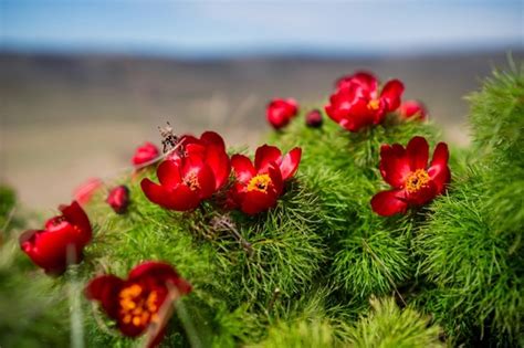 С добрым утром мои дорогие человеки Утро очень красивое Небо полосатое солнце прячет пока