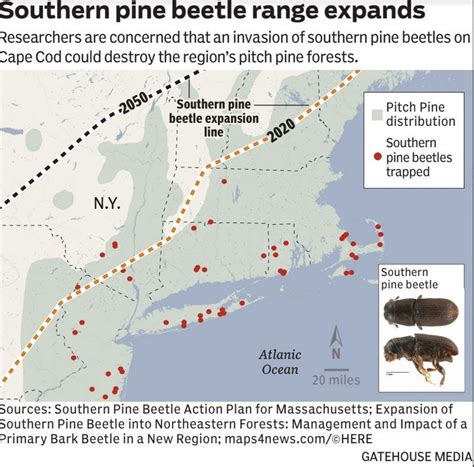 Southern Pine Beetle Range