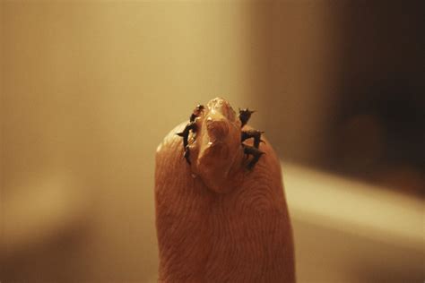 Flick — Indielisboa