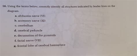 Solved 16 Using The Terms Below Correctly Identify All