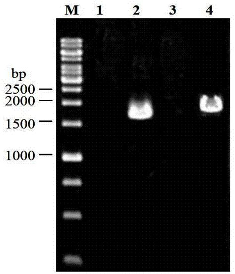 Protein Derived From Trichoderma Reesei And Gene Application Thereof Eureka Patsnap