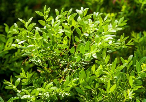 Trees Ideal For Containers SA Garden And Home