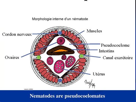 Ppt Worm Phyla Platyhelminthes Flatworms Acoelomates Nematoda Roundworms