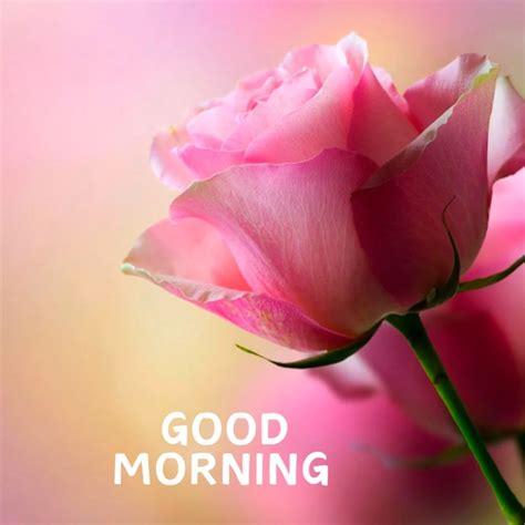 Good Morning Pink Flower Images Wishes And Greetings