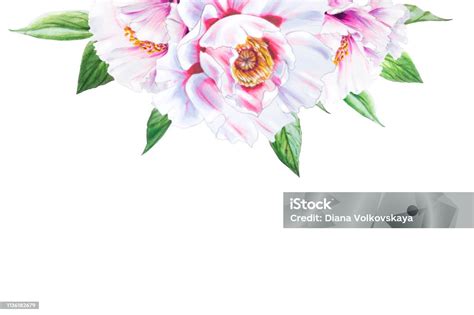 아름 다운 흰색 모란 상단 테두리 프레임입니다 플로럴 프린트 마커 그리기 수채화 그림입니다 0명에 대한 스톡 벡터 아트 및 기타