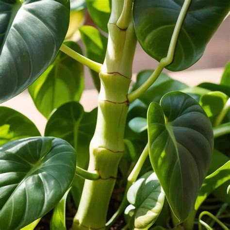Understanding Philodendron Nodes Your Guide To Propagation Success
