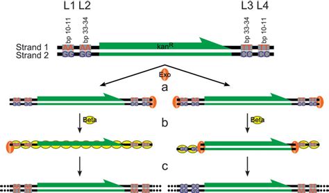 Figure 4 From Lambda Red Recombineering In Escherichia Coli Occurs