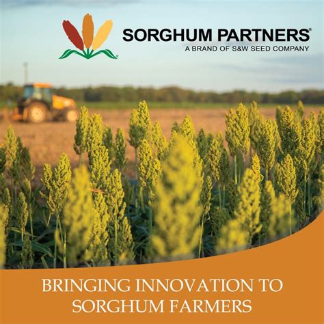 Sorghum Partners® Elite Sorghum Hybrids Sandw Seed Company Americas