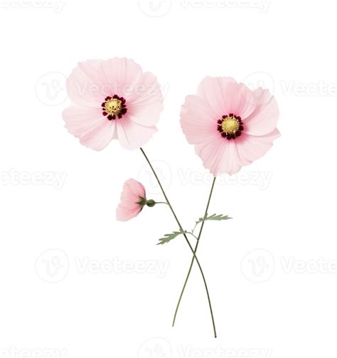 Cute Pink Flowers Isolated 26829420 Png