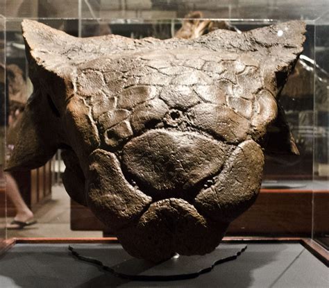 รวมกัน 101 ภาพ ไดโนเสาร์ Ankylosaurus ใหม่ที่สุด