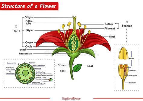 Flower Cross Section Diagram Internal Flower Structures Photos And