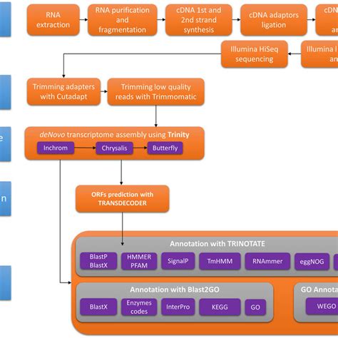The Overall Workflow Summarizing The Steps Of The Transcriptome