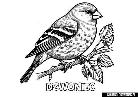 Ptaki Do Druku Kolorowe Kolorowanki Ptaki Do Druku I Wydruku Online
