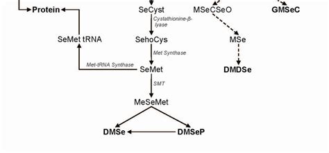 Transformations Of Selenium In Plants And Animals Download Scientific