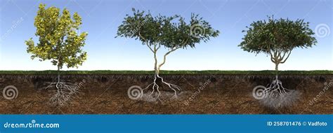 Tree Root System 3d Render Stock Illustration Illustration Of