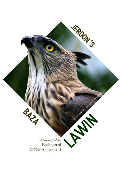 29 Jerdons Baza Pcsd