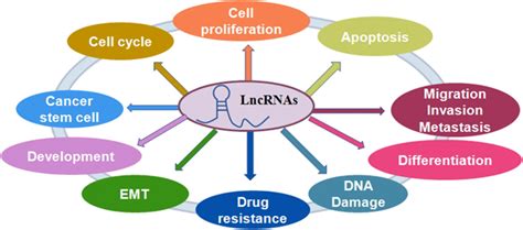 the role of lncrnas in regulating cellular processes lncrnas play a