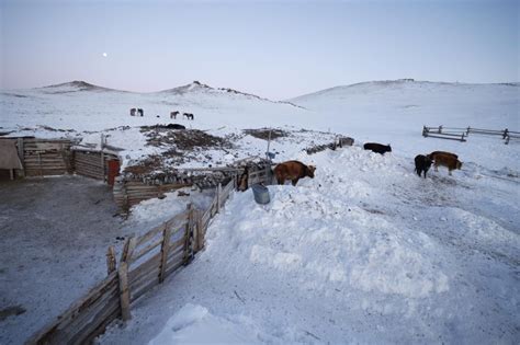 Зудын улмаас хорогдсон малын тоо 2 сая давлаа