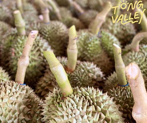 ชมรมอาสาสมัครพัฒนาสังคมและสิ่งแวดล้อม รร เซนต์เทเรซา St Vsed Added A New Photo — At Annalai